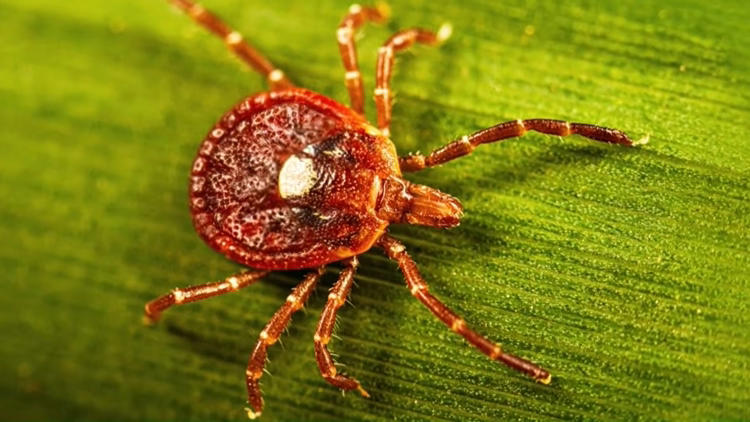 Arkansas health experts urge caution ahead of tick illness 'spike'