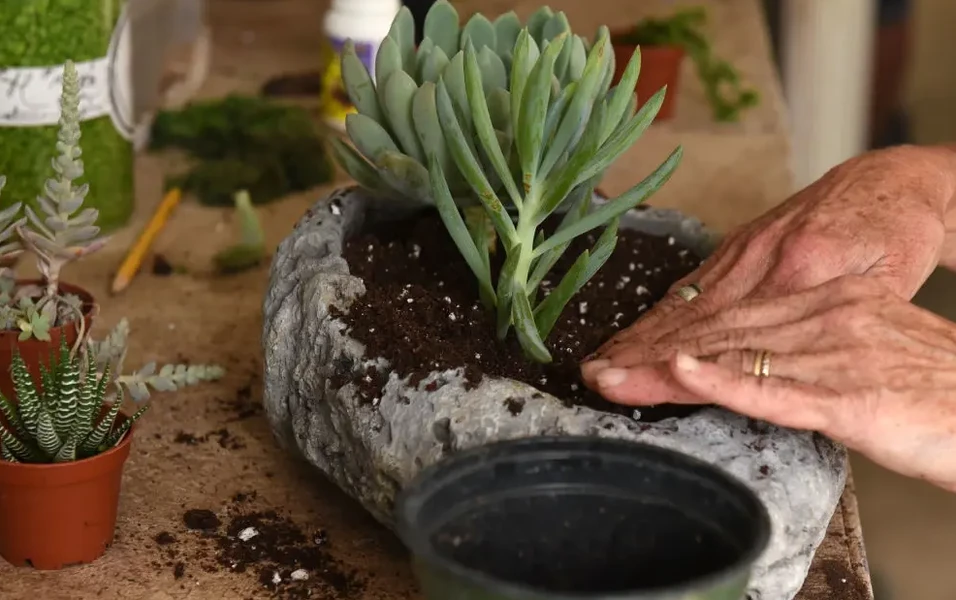Succulent care tips every plant lover needs