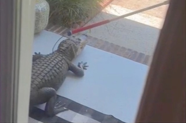 Woman cracks open her front door and finds a 6-foot alligator on the porch