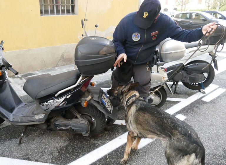 Parrucchiere e pusher. Nascondeva in negozio undici chili di hashish