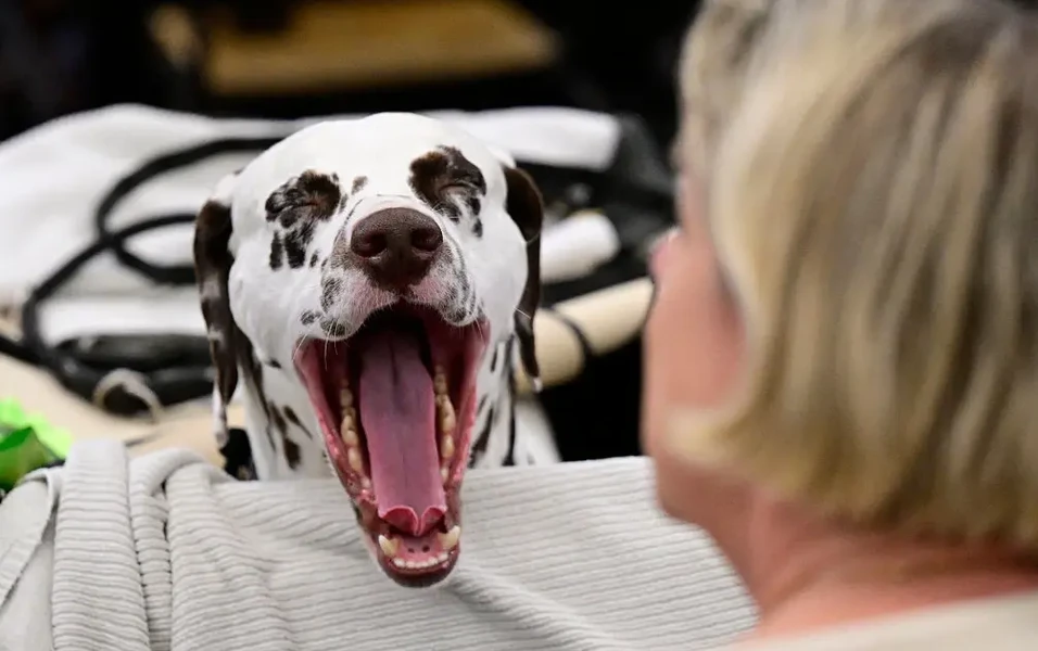 Life with a Dalmatian: energy, spots, and heart