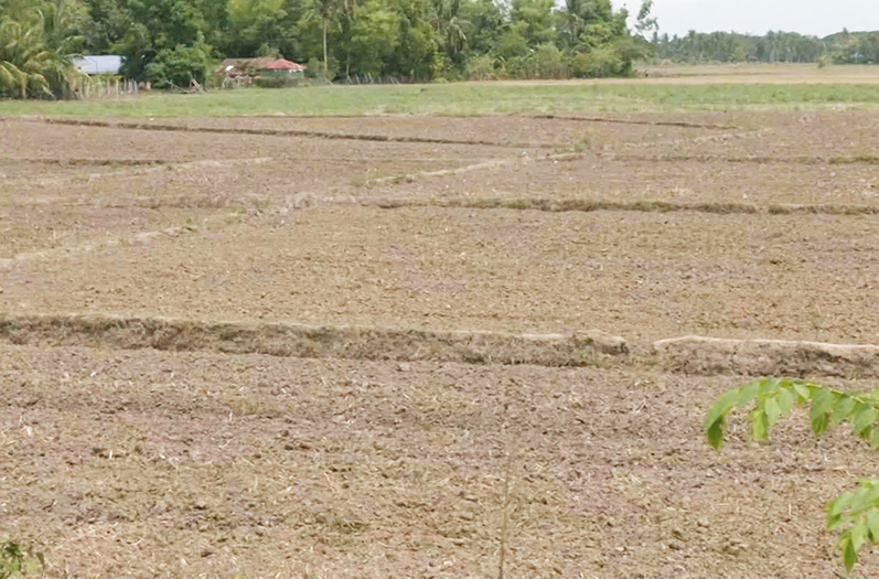 Farmers in Iloilo prepare to plant as rain starts to fall