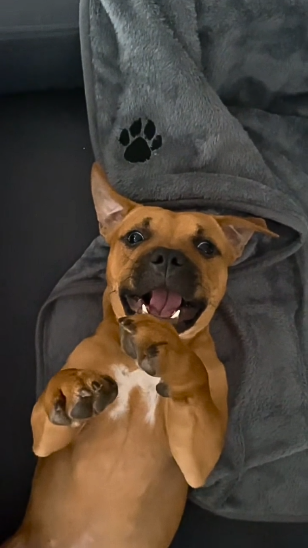 Temps de jeu avec Ragnar, adorable chiot