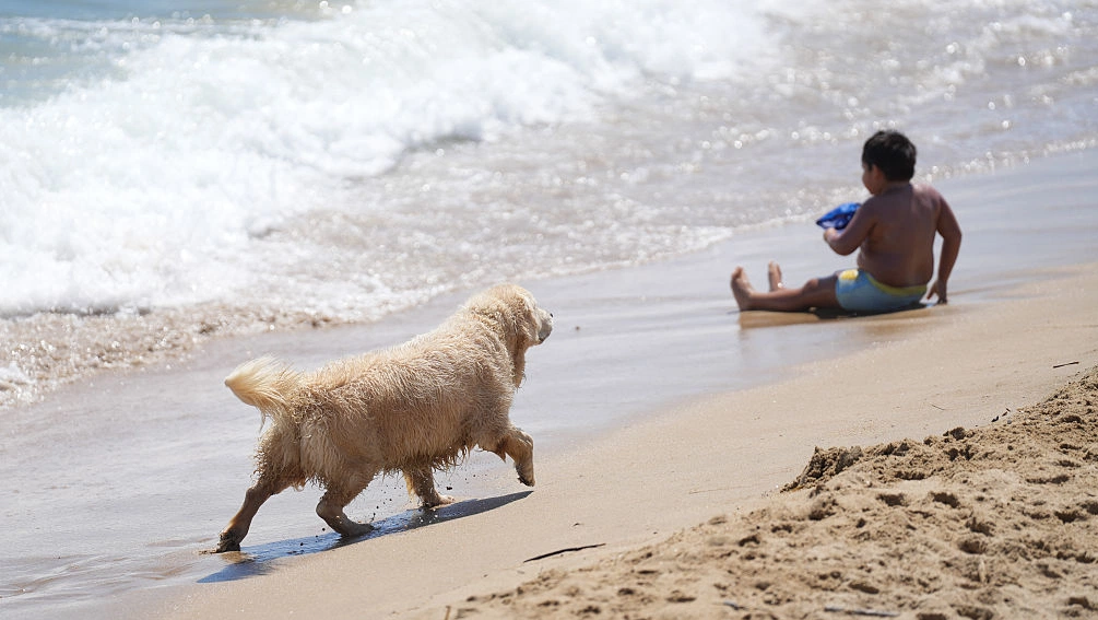 DogsBestLife.com lists top 14 dog-friendly summer destinations