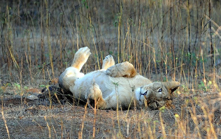 Suspected infection kills four cubs in Gir; 17 lions isolated as ...