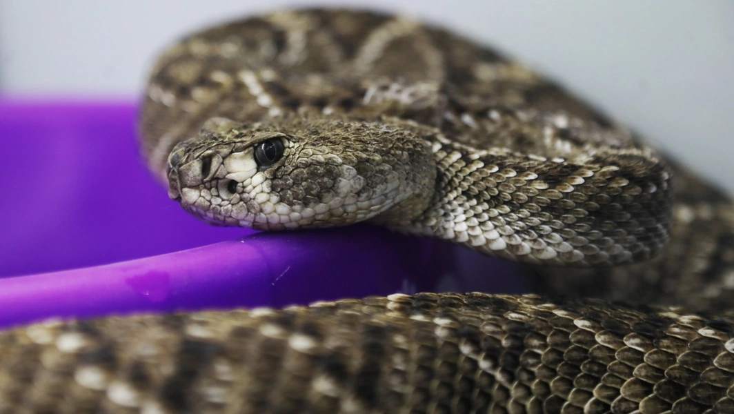 Study finds rattlesnakes face dual threat from fungus and parasite