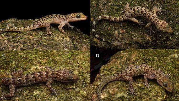 Assam records first confirmed sighting of bent-toed gecko at Urpad Beel