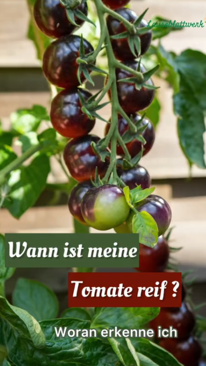 Wusstest du das schon? Tomaten Teil 1