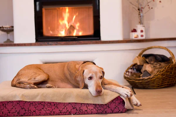 Subtle end-of-life signs senior dogs may be showing