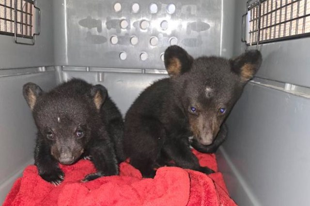 Florida zoo welcomes first 3 orphaned black bear cubs of the season ...