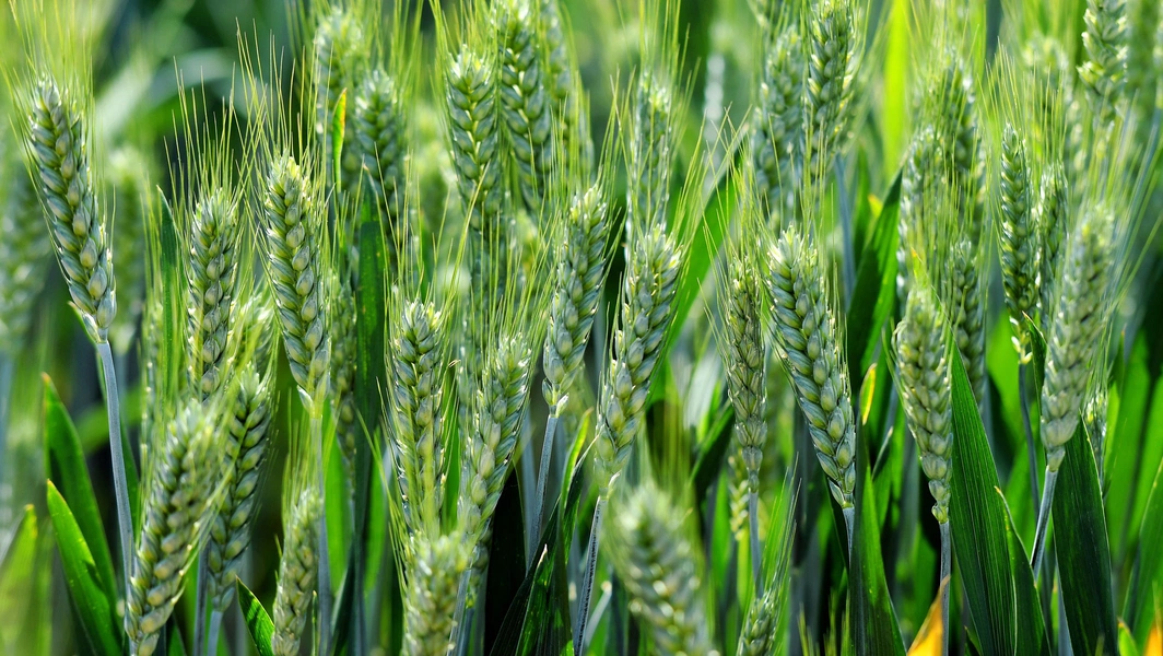 Snow droughts increasingly threaten winter wheat yields, study warns