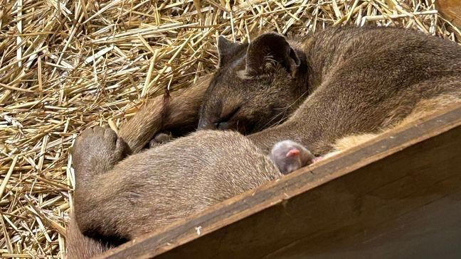 Gallery: Abilene Zoo welcomes rare fossa pups