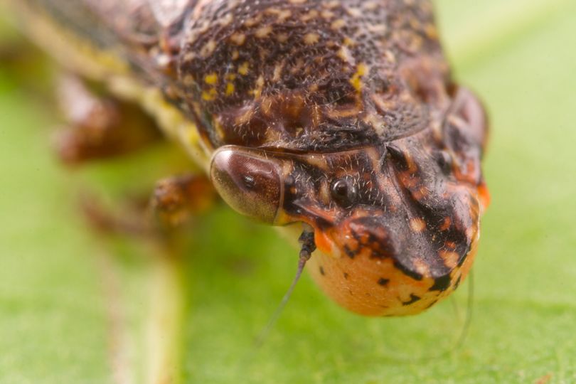 Invasive 'sharpshooter' insect found in Costco products leads to ...