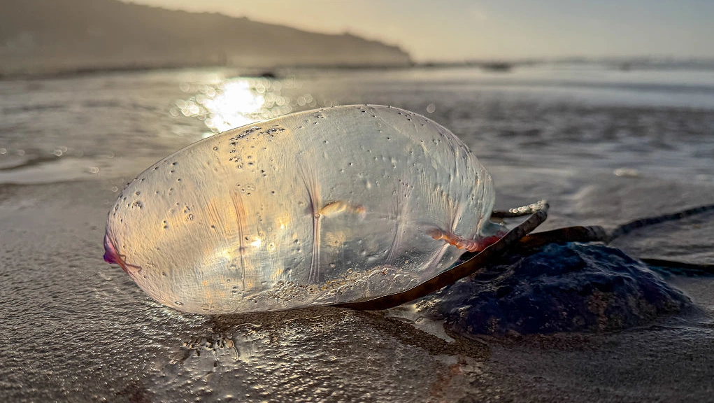 Venomous Portuguese man o’ wars wash ashore in Myrtle Beach