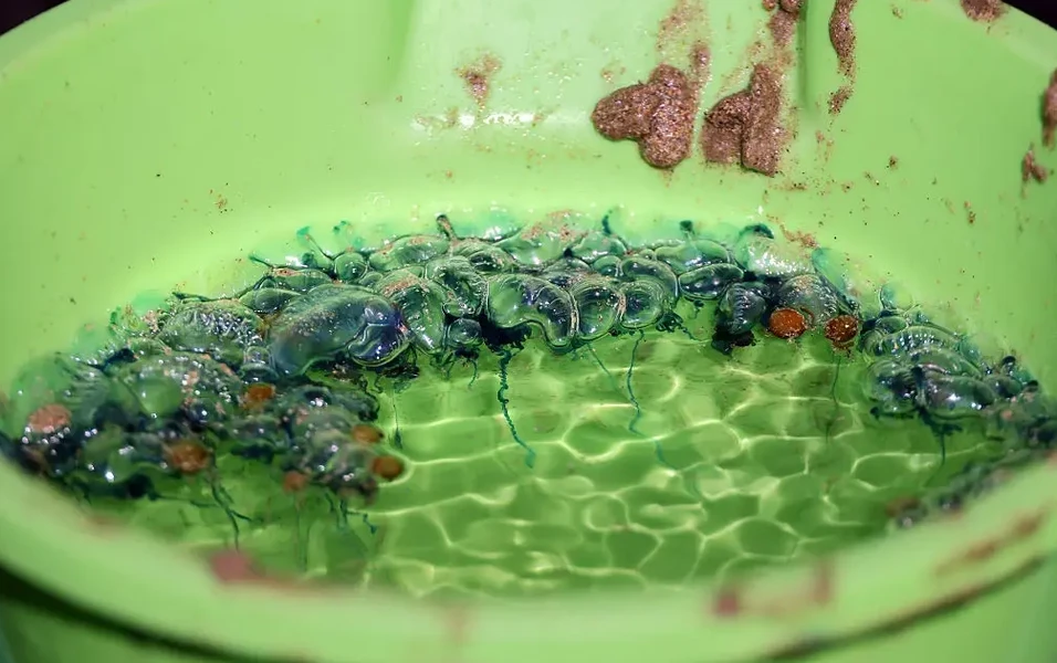 Venomous Portuguese man o’ wars wash ashore in Myrtle Beach