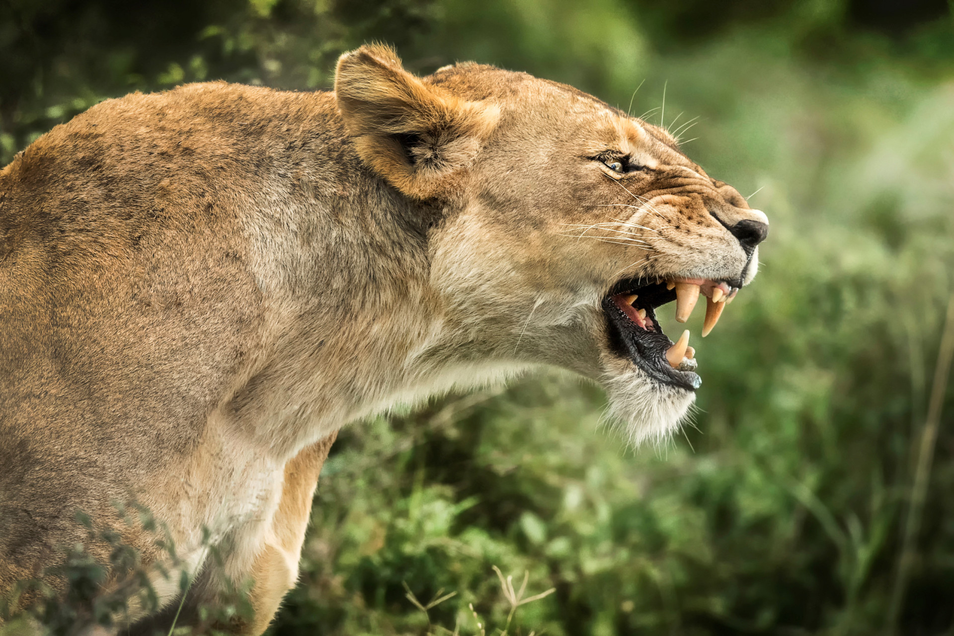 The 30 loudest animals in the world