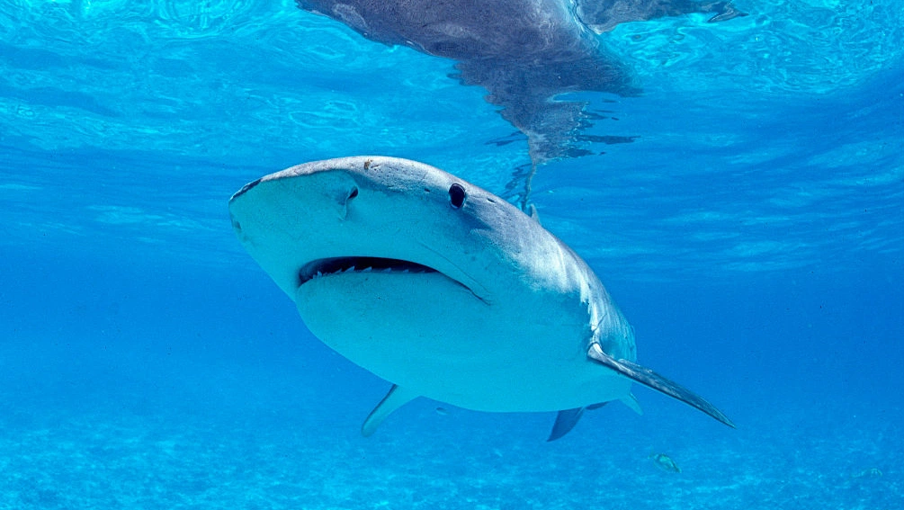 Maui kayakers fight off tiger shark in rare Olowalu attack