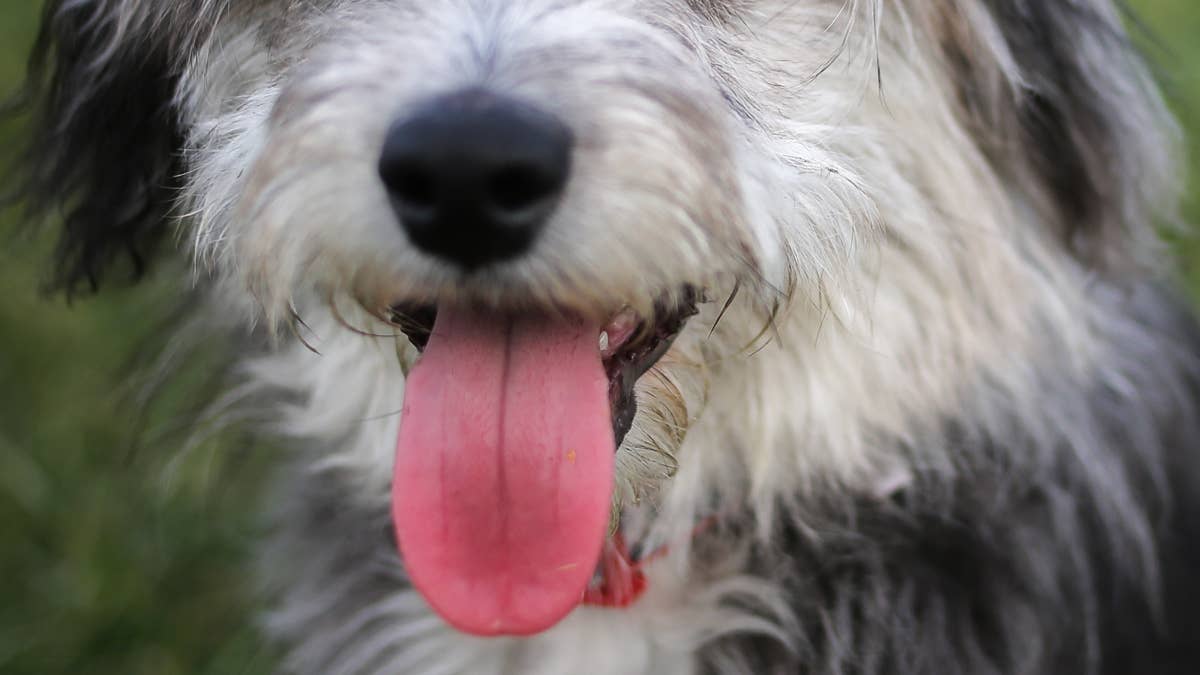 Tiny Aussiedoodle’s sweet little happy face has people convinced she’s ...