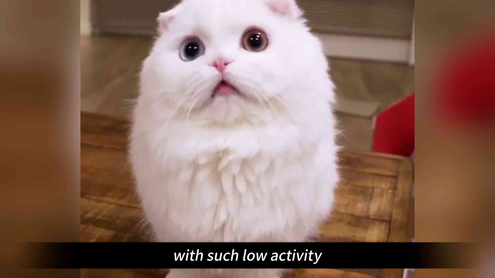 Owner was only 5 minutes late with dinner, and the cat’s reaction is ...