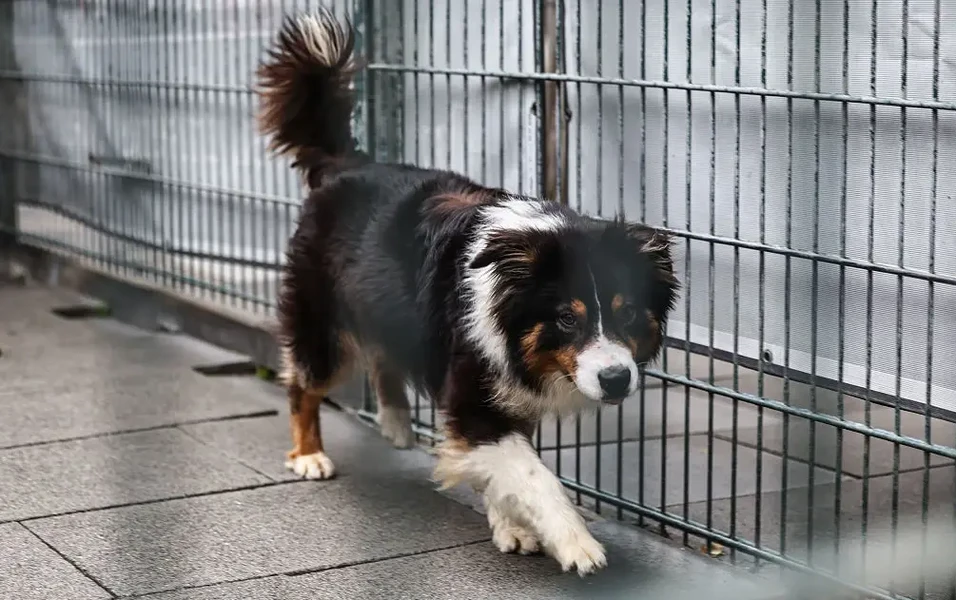 Viral shelter dog moments spotlight adoption and foster impact