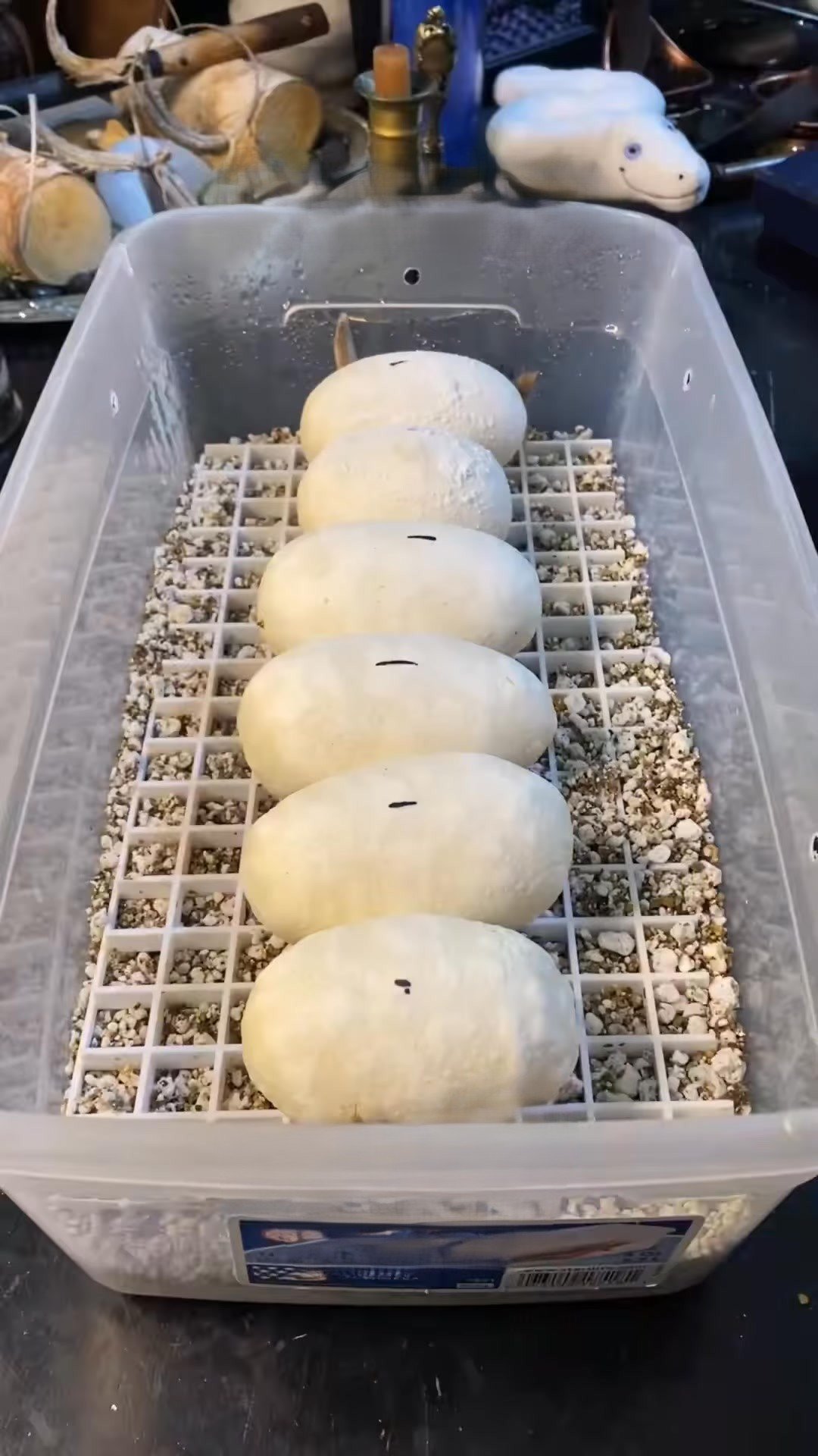 Let's hatch baby ball pythons!