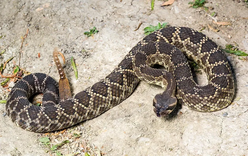 Study finds rattlesnakes face dual threat from fungus and parasite