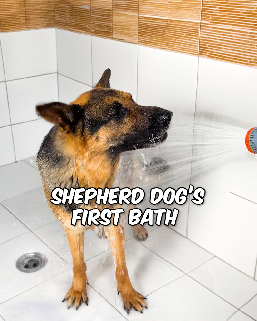 La première expérience de bain adorable du chien berger!🐾💦