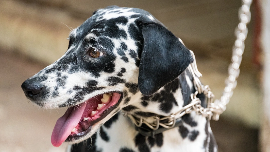 Life with a Dalmatian: energy, spots, and heart