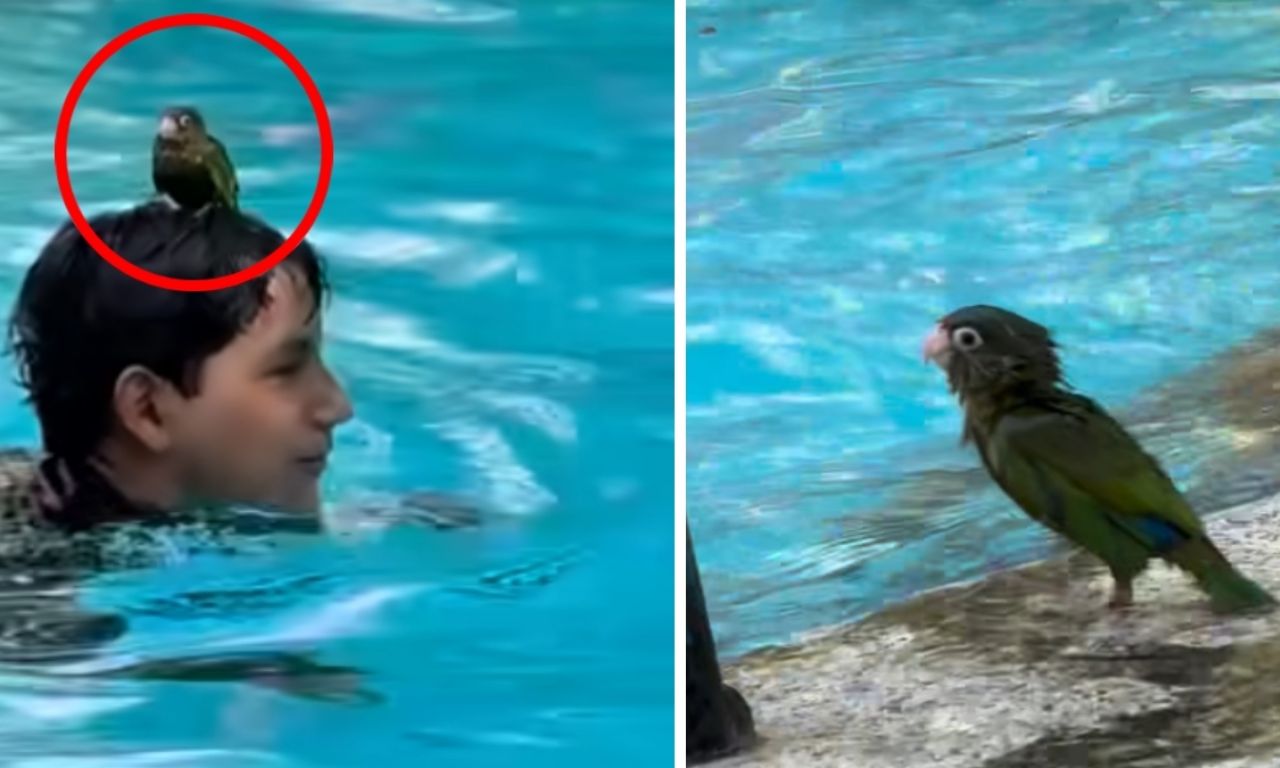 Joven se vuelve viral por entrar a la alberca con su lorito y ...