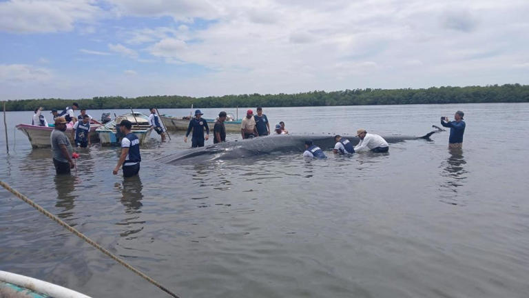 Marina rescata a ballena varada en playa de Nayarit