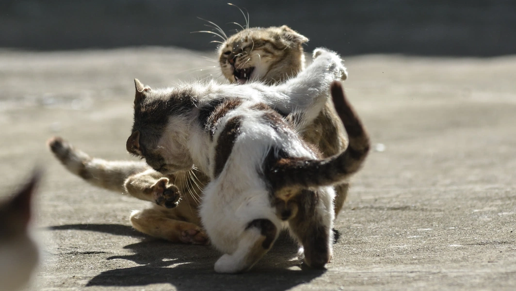 Keeping the peace with your feisty feline friends