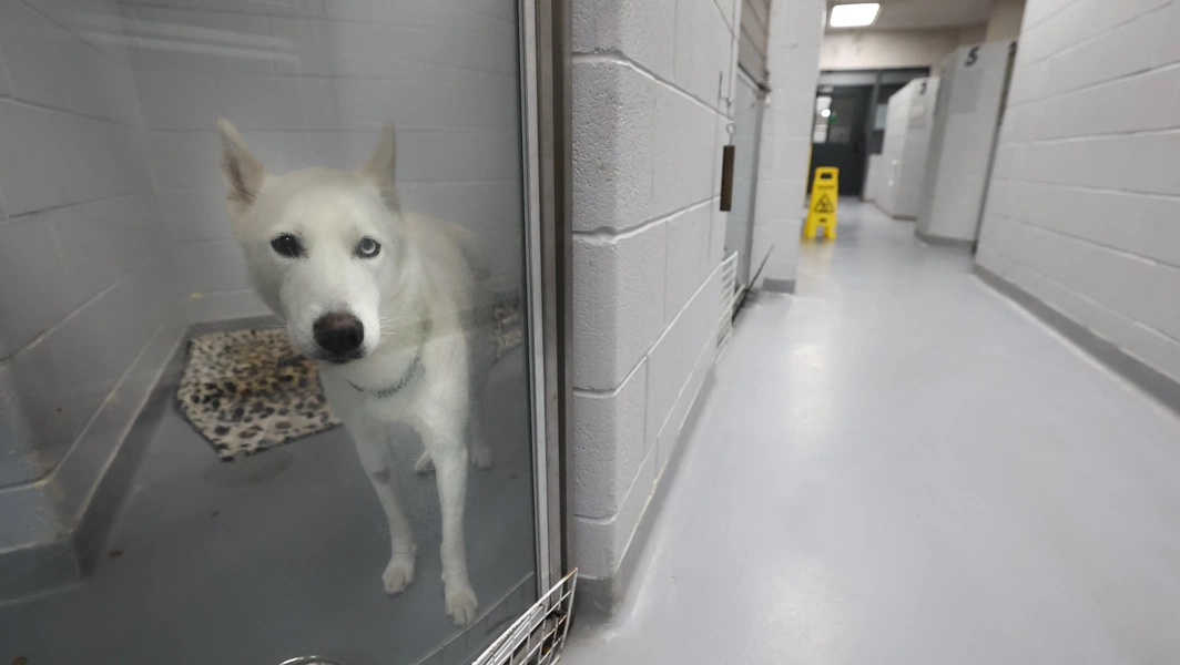 Viral shelter dog moments spotlight adoption and foster impact