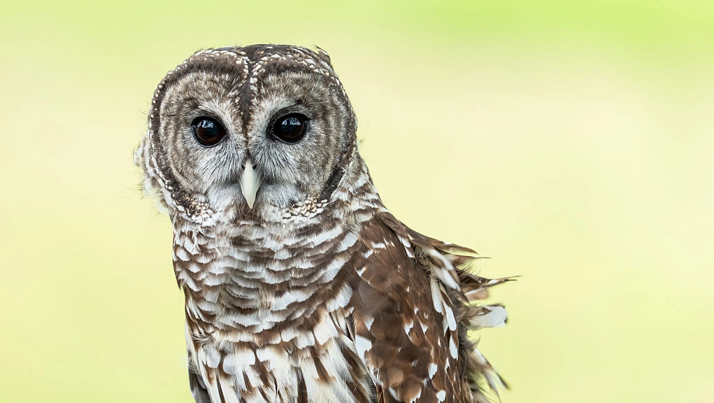 How to make your yard irresistible to owls