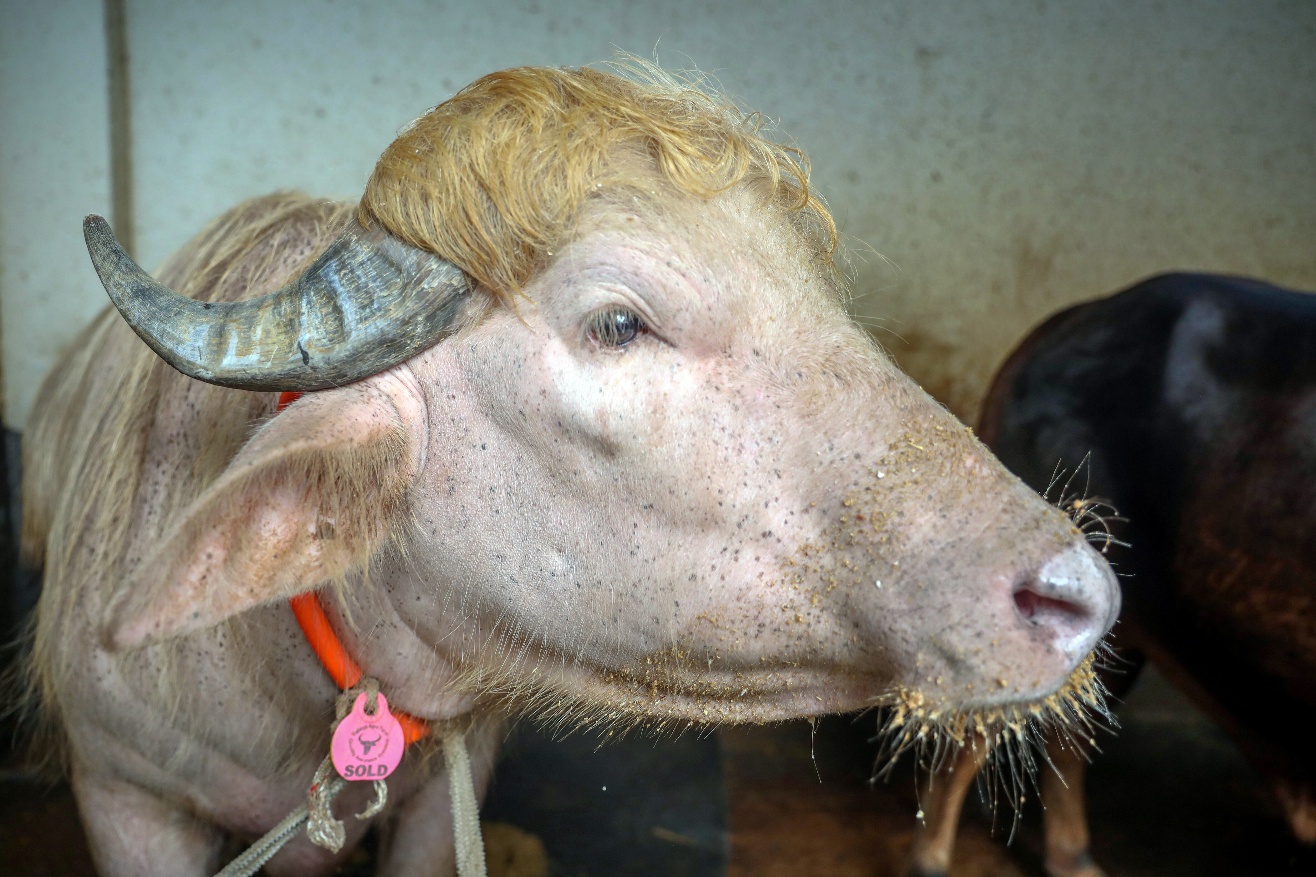 Bangladesh halts Trump-resembling buffalo slaughter