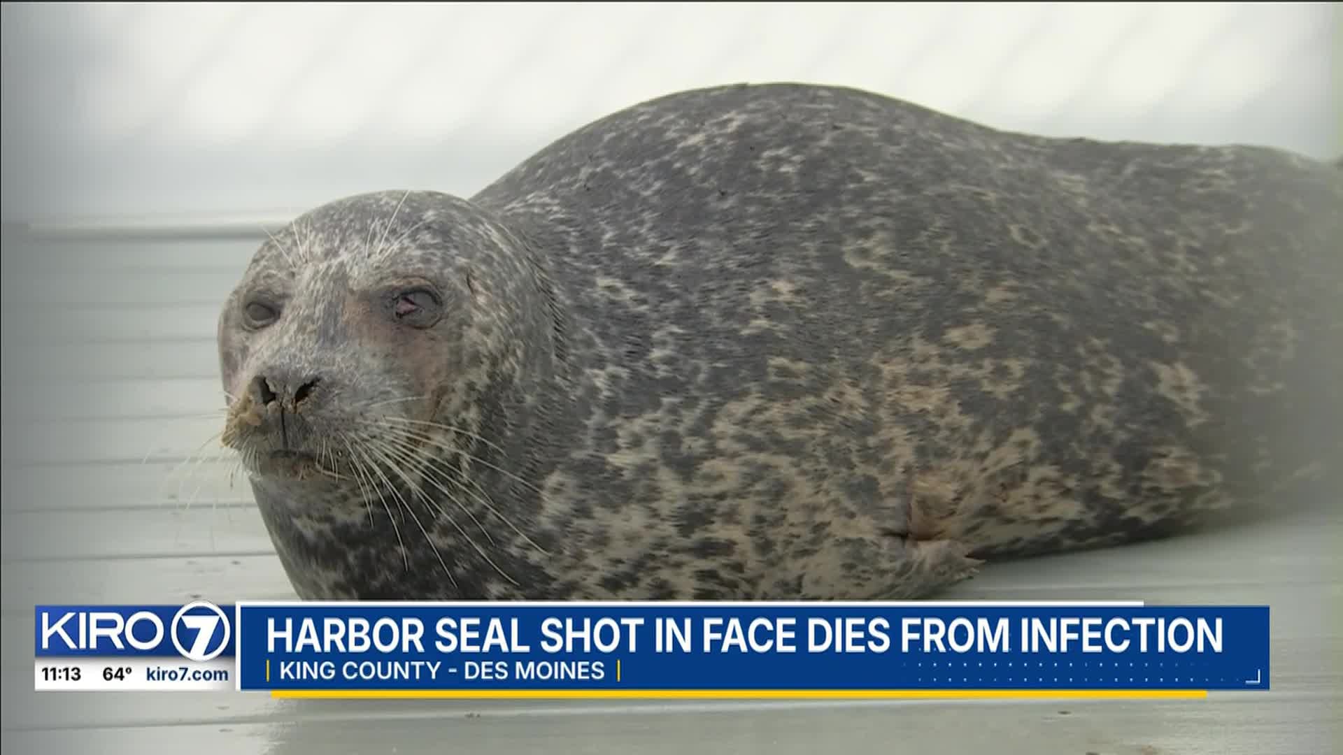 Harbor seal shot in face dies from injuries