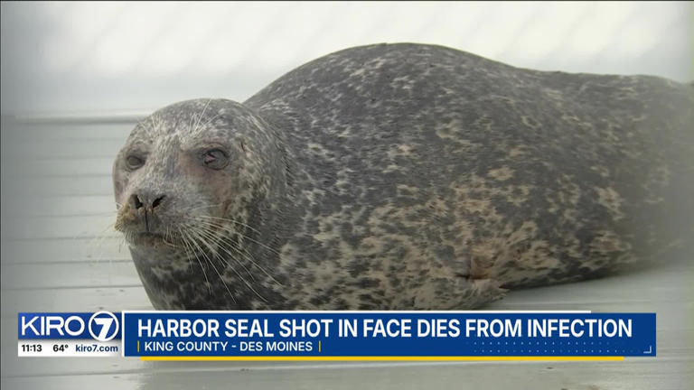 Harbor seal shot in face dies from injuries