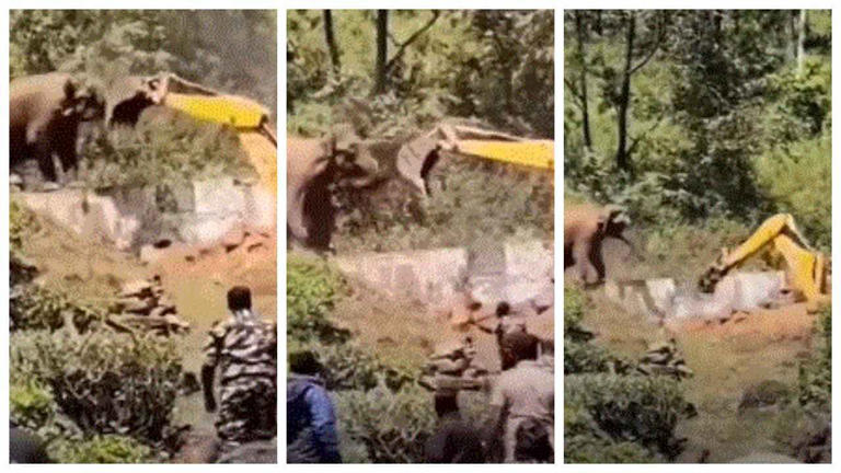 Viral video shows elephant blocking JCB to defend forest home against ...