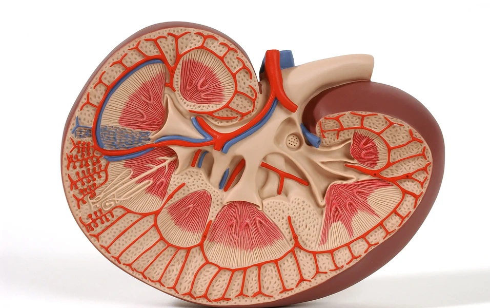 Small habits that protect your kidneys