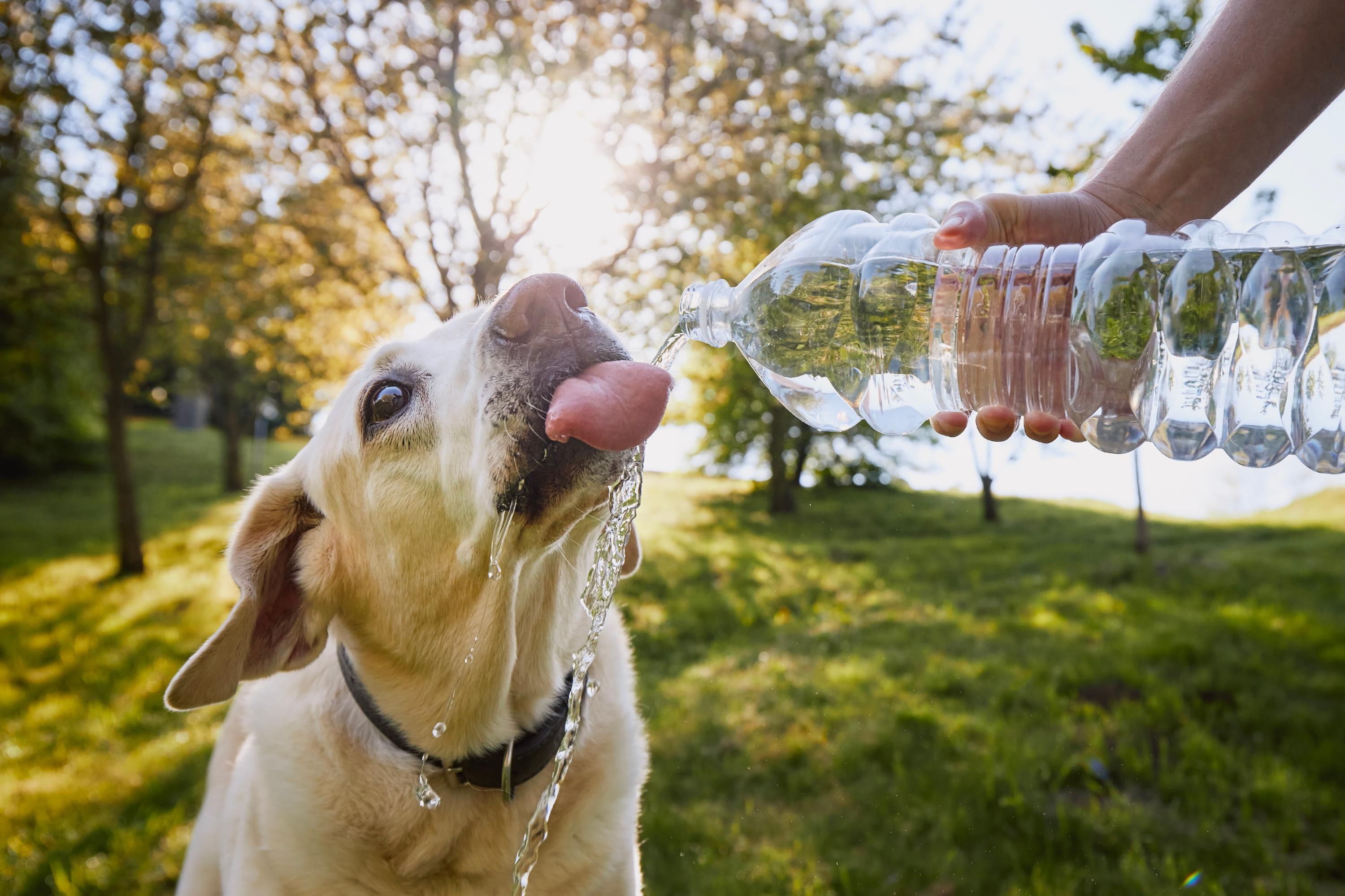 Chiens pendant la canicule : ce geste part d’un bon sentiment mais il ...