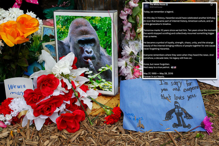 White House commemorates ‘true patriot’ Harambe on what would have been ...