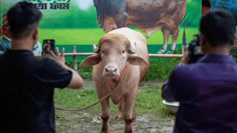 'Donald Trump' buffalo spared from Eid sacrifice in Bangladesh, shifts ...