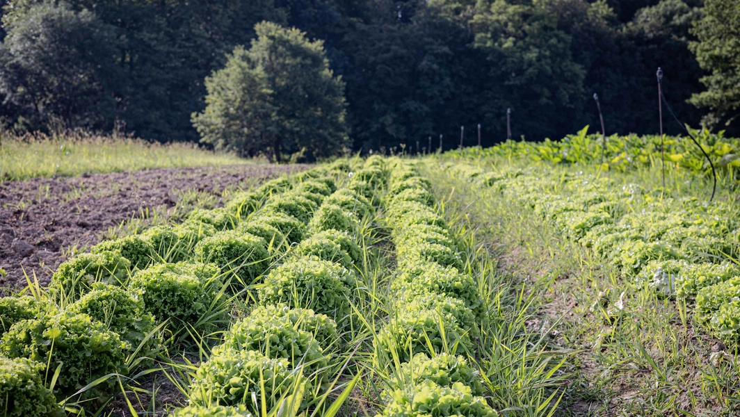 Organic market grows as consumer demand and awareness shift