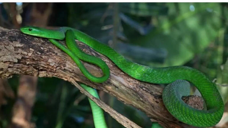 Green mamba: Inside the venom, hunting behaviour, and striking physical ...