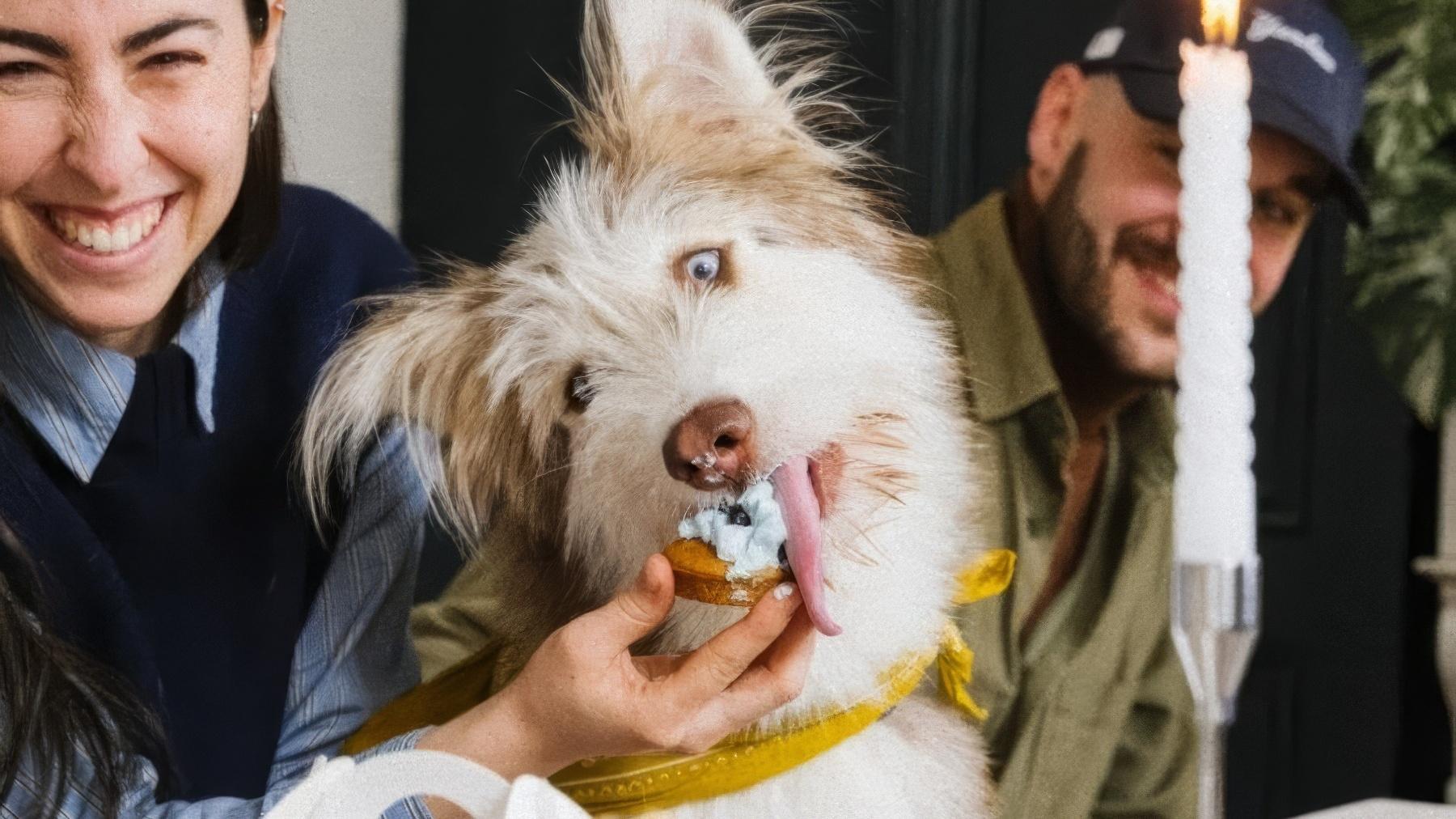France welcomes a luxury restaurant designed just for dogs