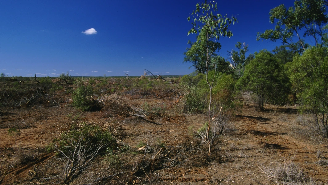 Federal environment minister faces court over NT land clearing