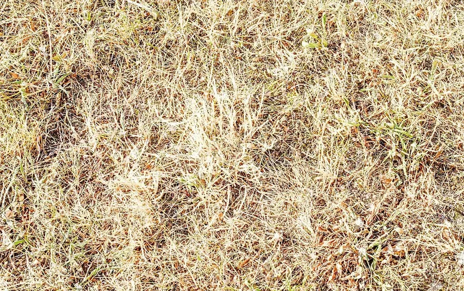 Experts outline fixes for yellow lawns as summer nears