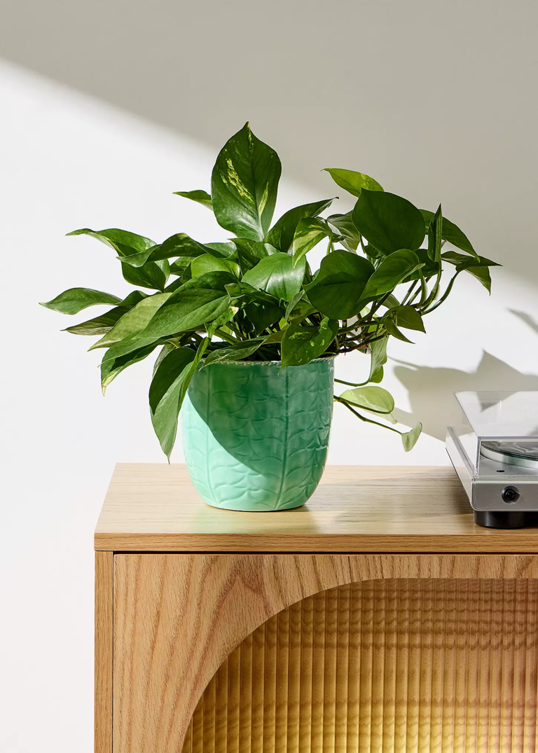 Where to place a pothos plant in your home for good luck