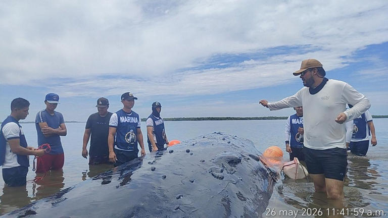 Marina rescata a ballena varada en playa de Nayarit