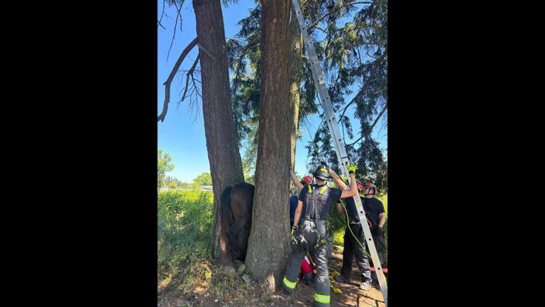 Firefighters get creative to rescue a Pierce County horse named Marge