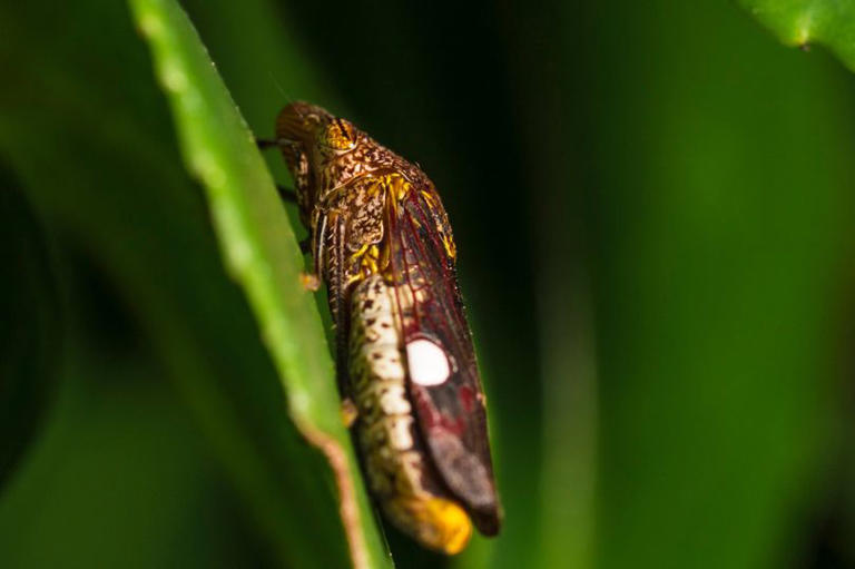 Invasive 'sharpshooter' insect found in Costco products leads to ...